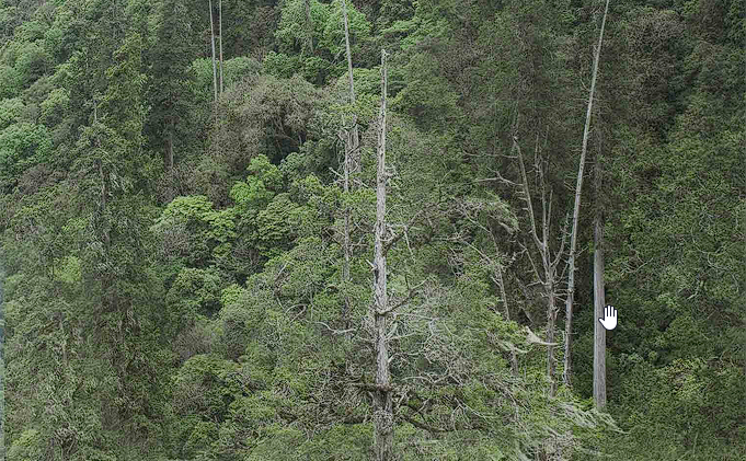 World's deepest canyon is home to Asia's tallest tree - and Chinese ...