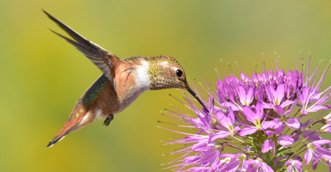 These tiny creatures are losing their battle to survive. Here’s what we ...