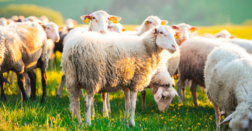 Sheep "get high" after eating 100kg of cannabis in Magnesia ...