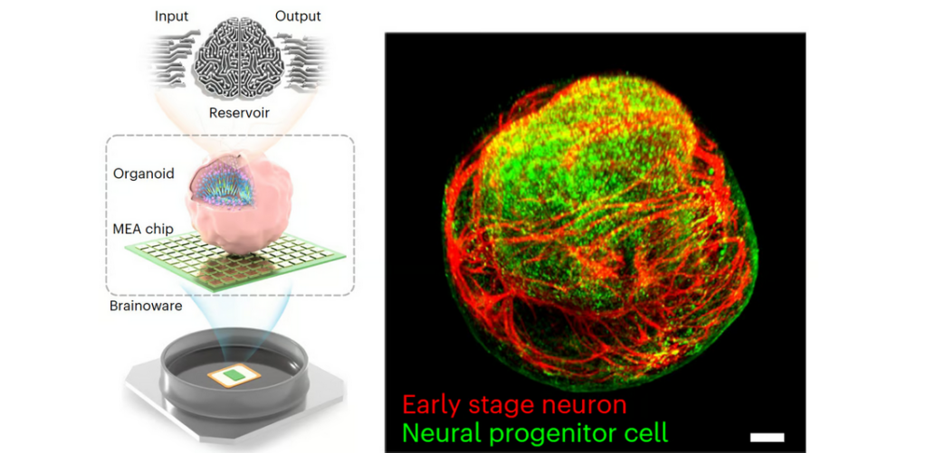 Cyborg computer with living brain organoid aces machine learning tests ...
