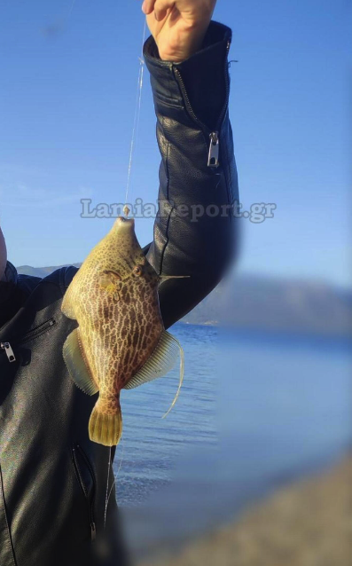 Rare fish species found in a marine area of Fthiotida - ProtoThema English