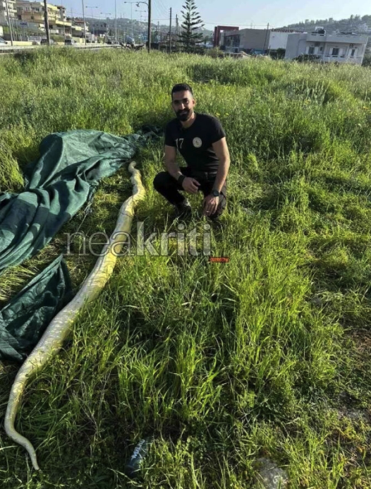Heraklion: They went to the farm and they found a 5-meter python ...