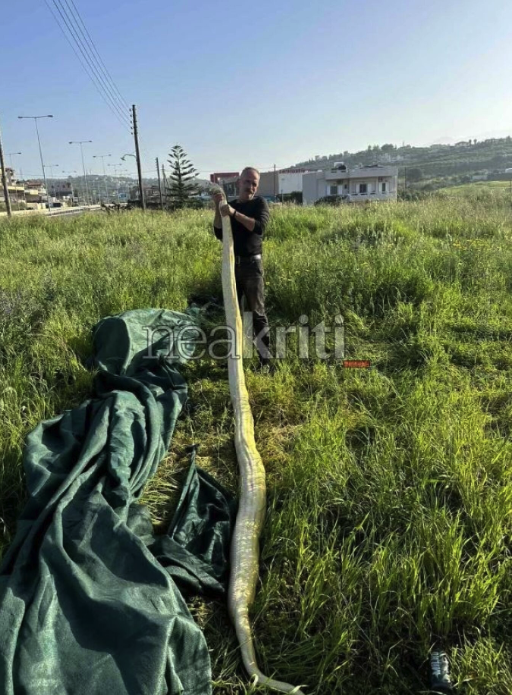 Heraklion: They went to the farm and they found a 5-meter python ...
