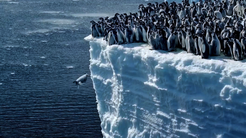 Penguins dive from 15 meters high for their first swim in the Southern ...
