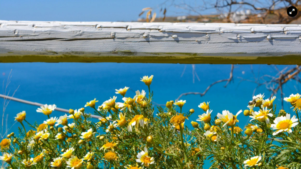 Welcoming Spring with bolstered morale and optimism - ProtoThema English