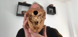 How DNA testing revealed European ancestry in Elongated Paracas skulls ...