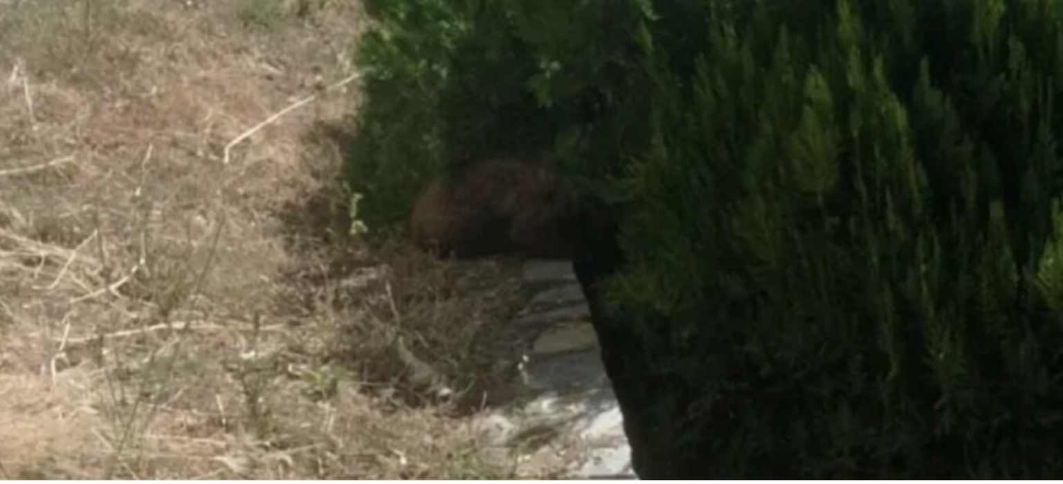 Kastoria: 6-month-old bear cub rescued from hotel yard - ProtoThema English