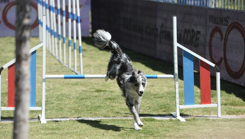 Woof Festival: The great celebration of animal welfare is underway in ...