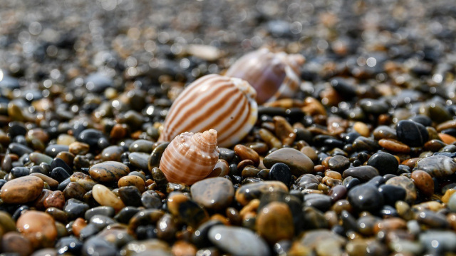 Why we shouldn't collect pebbles from the beach - ProtoThema English