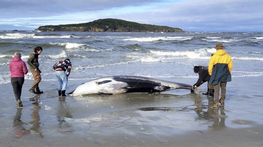 New Zealand: The world's rarest whale washed up on a beach - ProtoThema ...