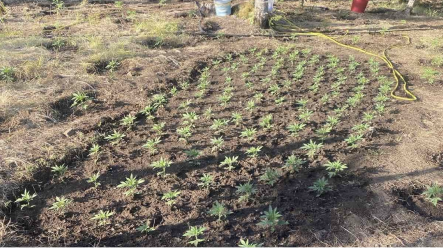 Patra: Organised cannabis plantation with 1,838 seedlings found in ...