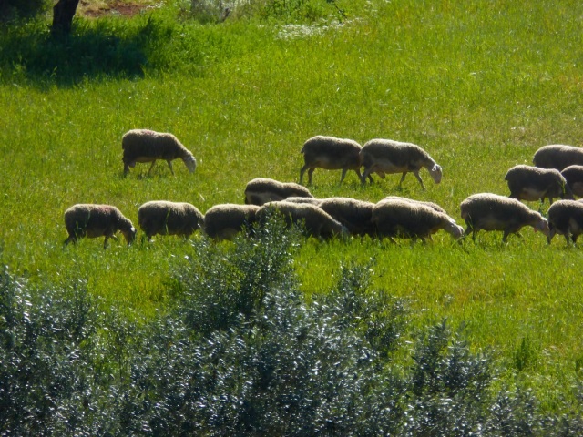 Plague in sheep and goats: 22 cases in Thessaly, Corinth and Attica ...
