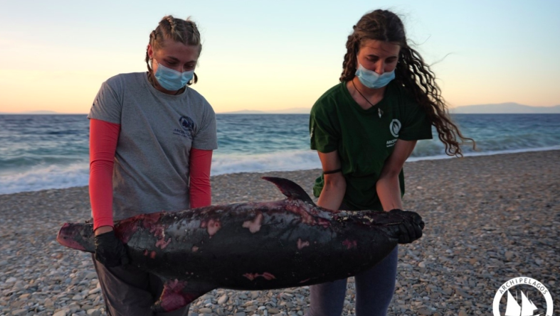 Samos: New Case of Animal Cruelty Involving Mutilated Dolphin - Left to ...