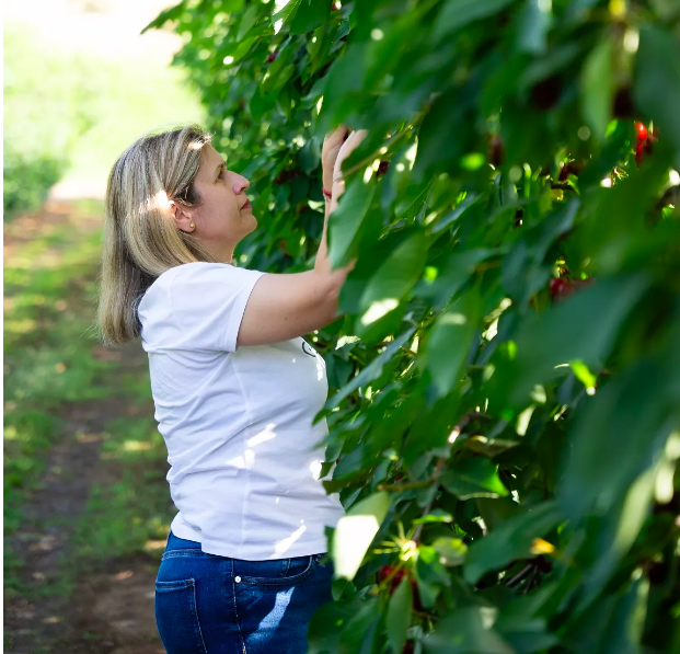 The Region That Produces Greece's Most Popular Cherries, Apples, and ...