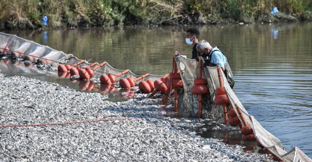 Volos Declares State of Emergency Following Dead Fish Incident in ...
