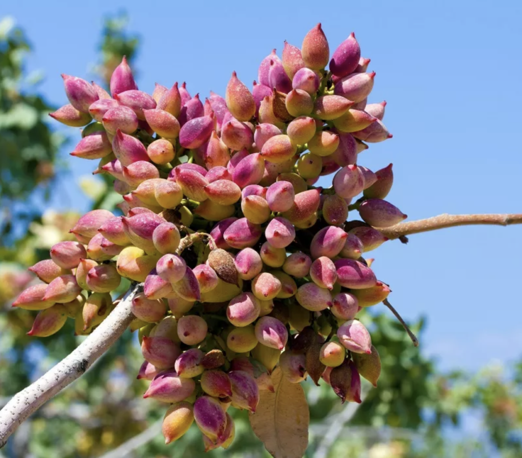 Greek pistachio: Why Aegina is so important - ProtoThema English