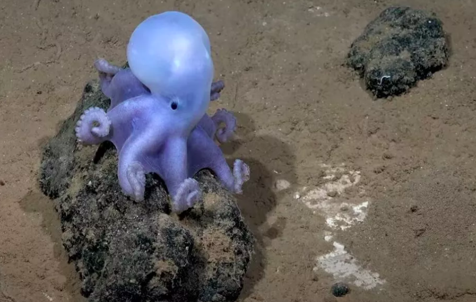 20 Deep-Sea Creatures Discovered in Underwater - ProtoThema English
