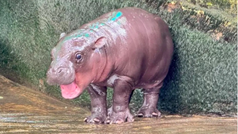 Thailand: Thousands Flock to Zoo to See Baby Hippo Moo Deng ...