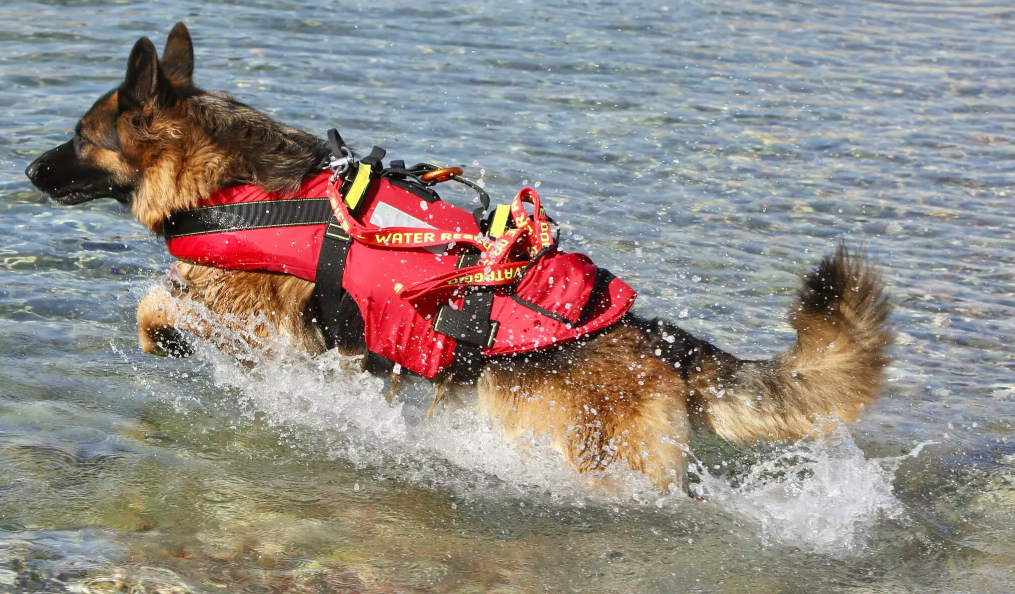 The Story of Nala, the Four-Legged Lifeguard Saving Lives - ProtoThema ...