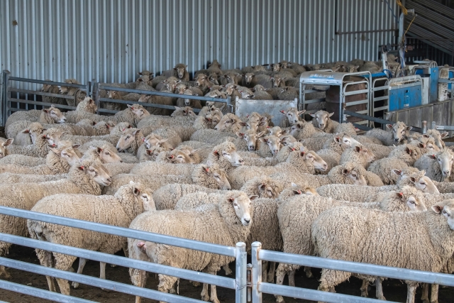 Outbreaks of sheep pox in Corinth – Over 13,000 animals have been ...