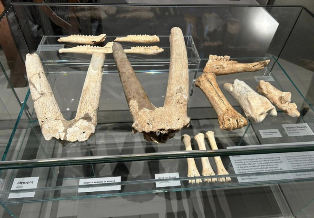 Halkidiki: The Petralona cave and Museum fully restored, revealing ...