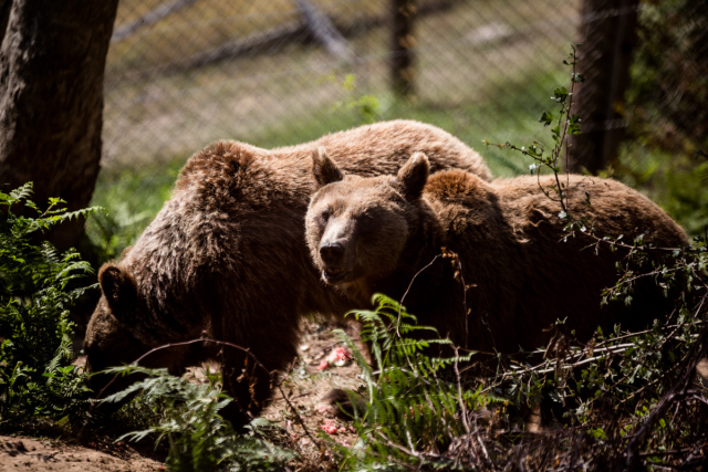 Nymphaeus: The bears of Arcturus have fallen into hibernation ...