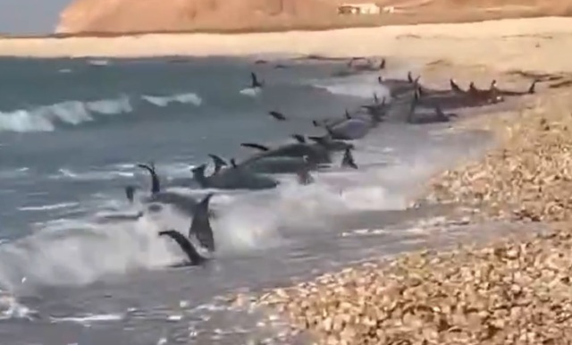 Somalia: Dozens of dead or dying dolphins stranded on a beach ...