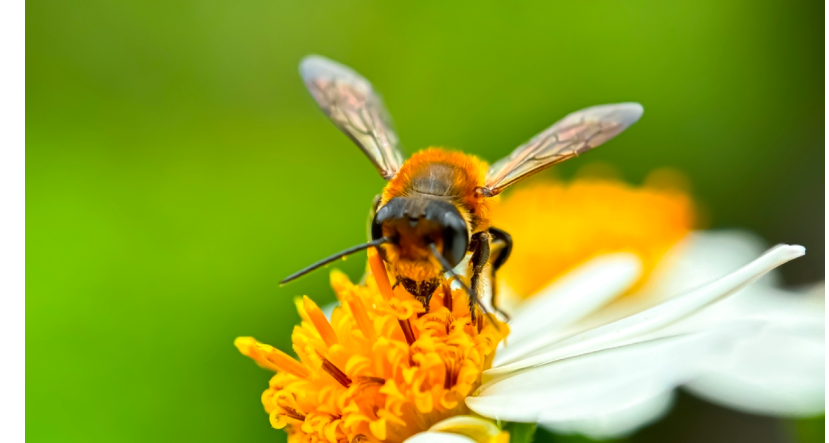 What would happen to the planet without bees - ProtoThema English