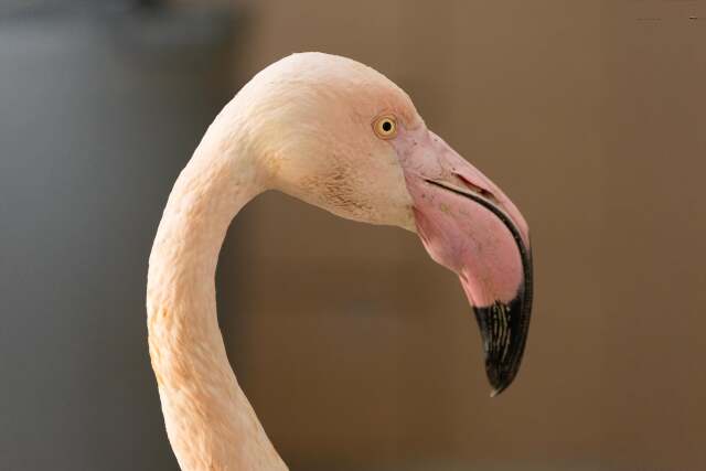 Flamingo shot in Lagada - Seven wild animals injured in January ...