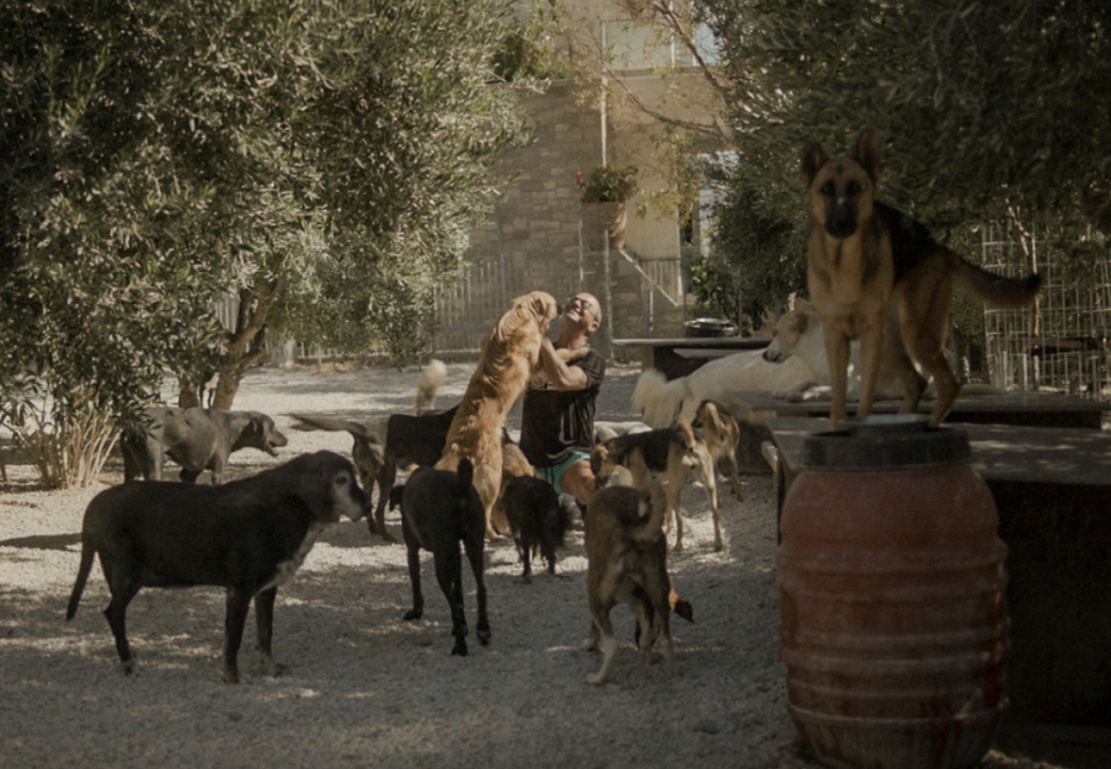 The "Viral Takis" who gave up everything to save stray animals becomes ...