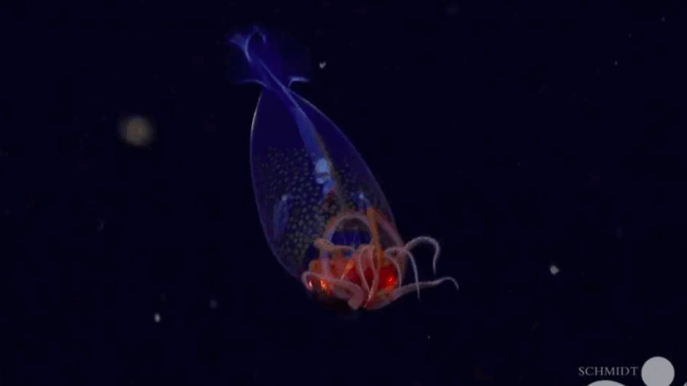 The largest squid on the planet captured alive for the first time in ...