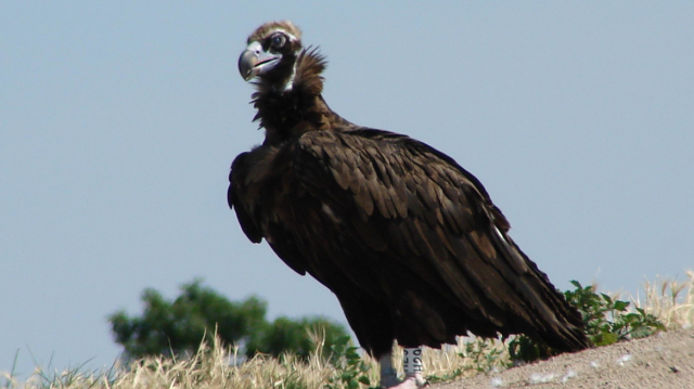 The resistance of the Blackbird: regeneration and growth in the Forest ...