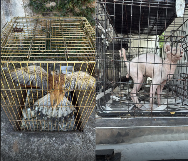 27 Dogs, a Cat, and a Falcon Found Trapped in Cages – Two Arrests for ...