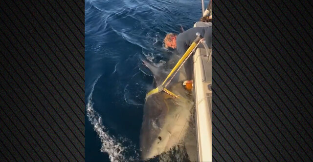 The largest great white shark ever recorded in the Atlantic has been ...