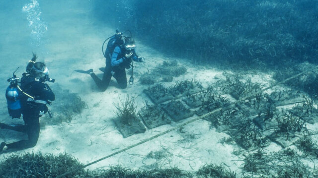 Divers plant underwater Posidonia Gardens in Greece – See photos ...