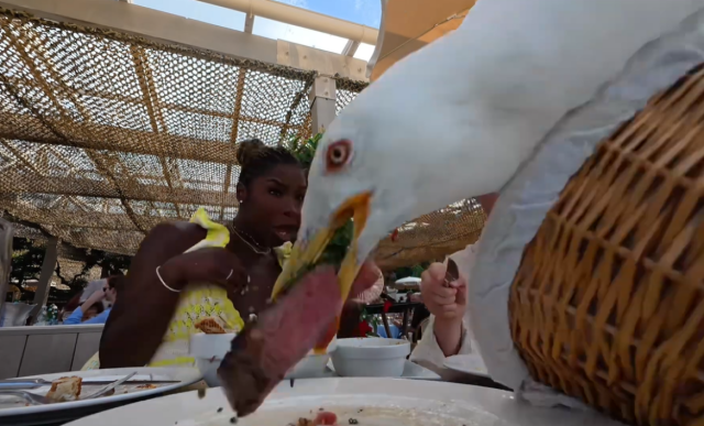 Brazen seagull steals $100 gourmet fillet from couple in Cannes ...