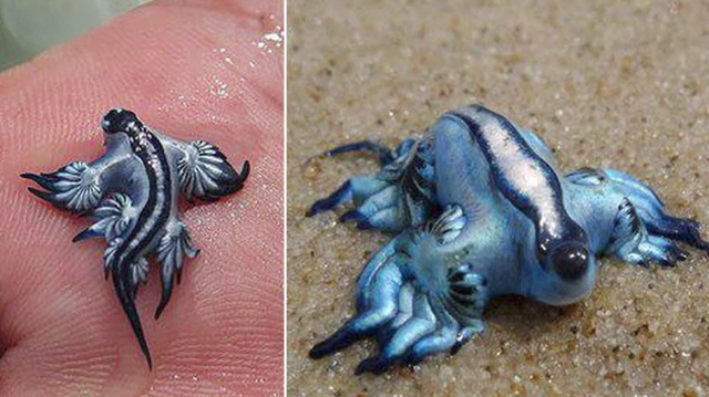Spain closes famous 11-kilometer beach after appearance of “blue ...