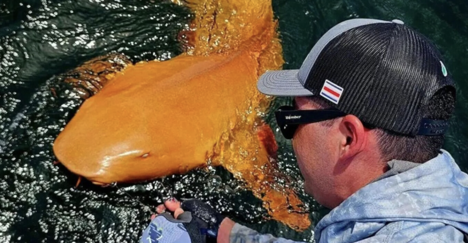 Rare bright orange shark with white eyes discovered in Costa Rica ...