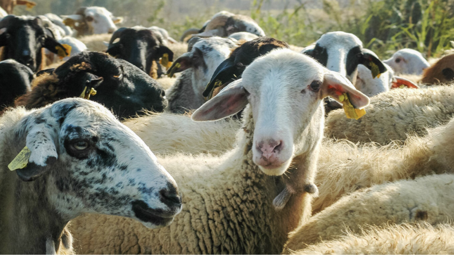 “Ten-Day War” to halt the spread of sheep and goat pox – “We risk a ...