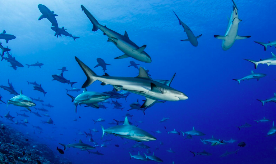 Unknown and fascinating facts to know about sharks - ProtoThema English