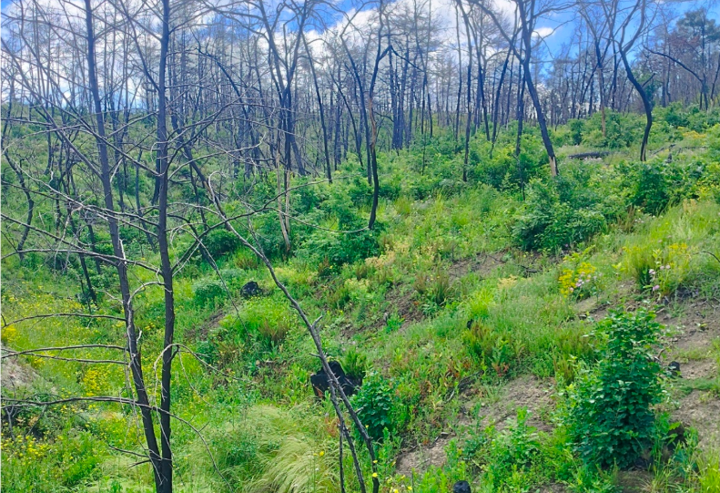 Who was the first actor in history? - ProtoThema English