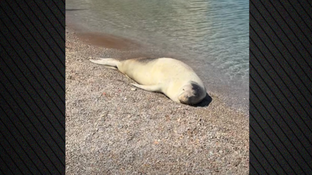 Seal sunbathing on the beach of Gyala in Symi - Watch video ...