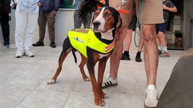 Thessaloniki: Fluorescent vests with spikes for hunting dogs protect ...