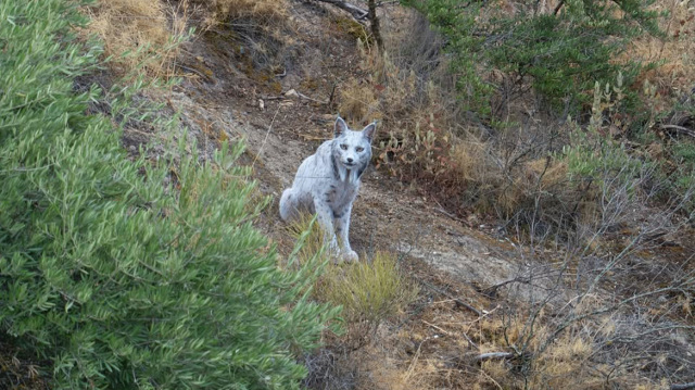 A ‘Mythical’ cat spotted in Spain for the first time – The Iberian ...
