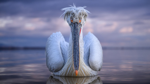 The photo of the silver pelican in Lake Kerkini that fascinated ...