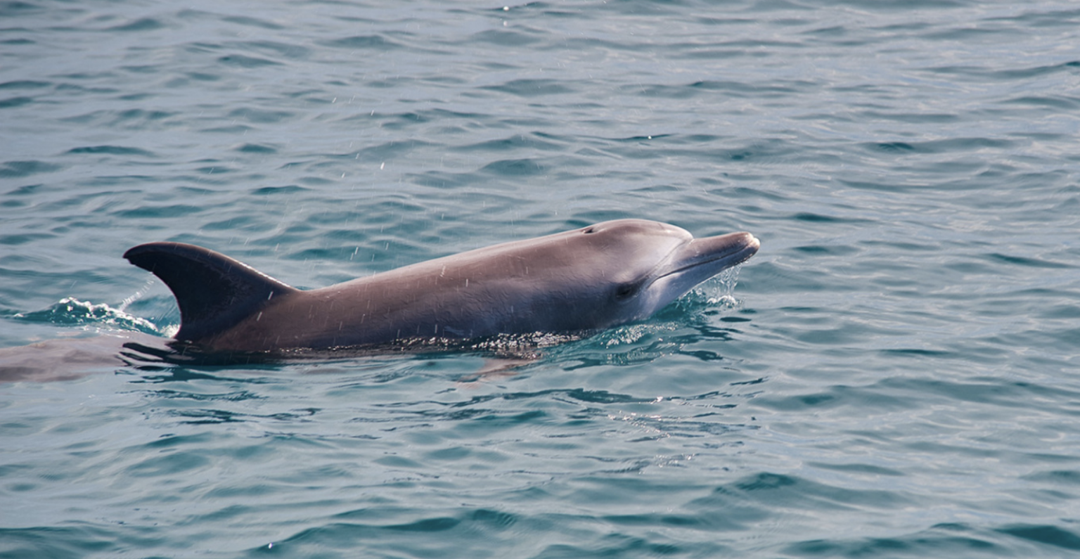 Emotional scenes in the Ambracian Gulf: Mother dolphin mourns her calf ...