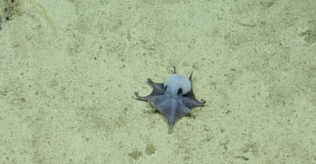 New tiny octopus species discovered on the seabed of the Galapagos ...